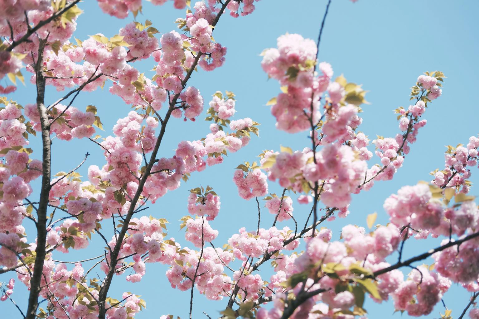 Spring Events – Nagasaki JET